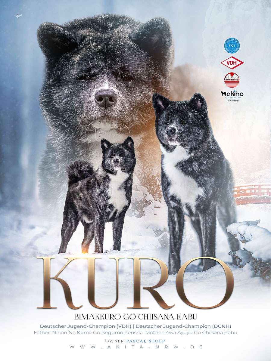 Kuro – neuer Deckrüde - Chiisana Kabu